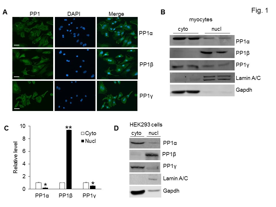 Figure 1: Distinct subcellular localizations of PP1 isoforms.